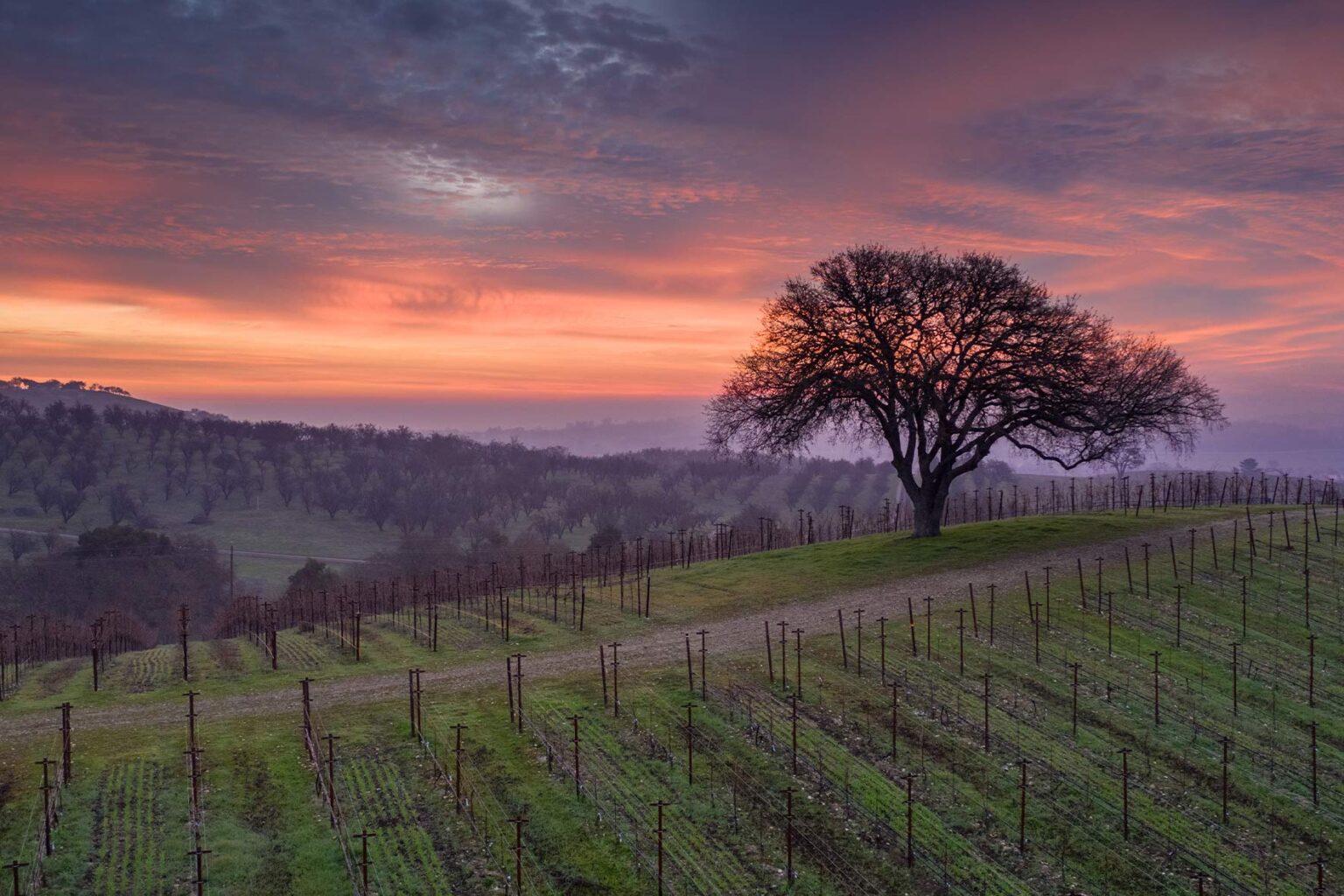 Itinerary Paso Robles 2026 – THE VINES